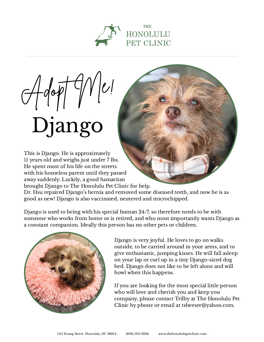 Adopt a Pet Today | The Honolulu Pet Clinic